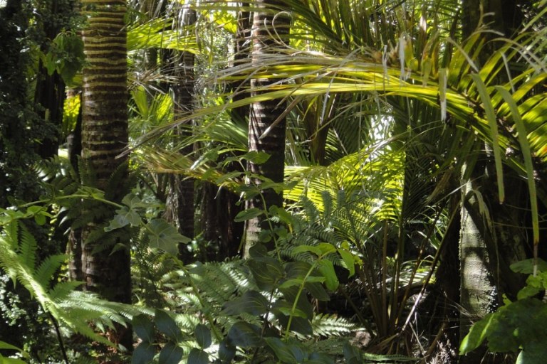 Standard Chartered to support forest conservation in Brazilian state of ...