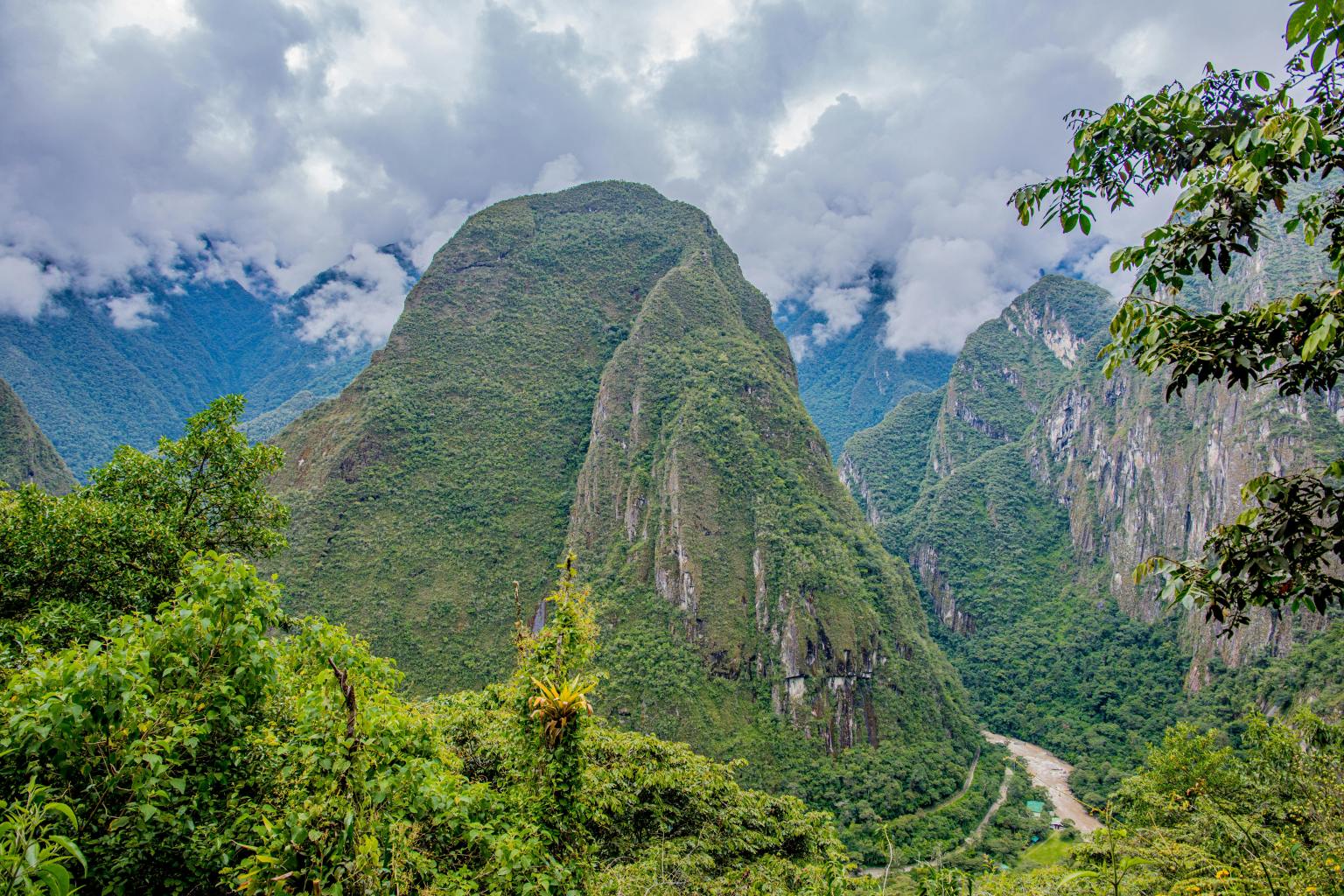 Current forest policies may undermine net-zero goals, study suggests ...